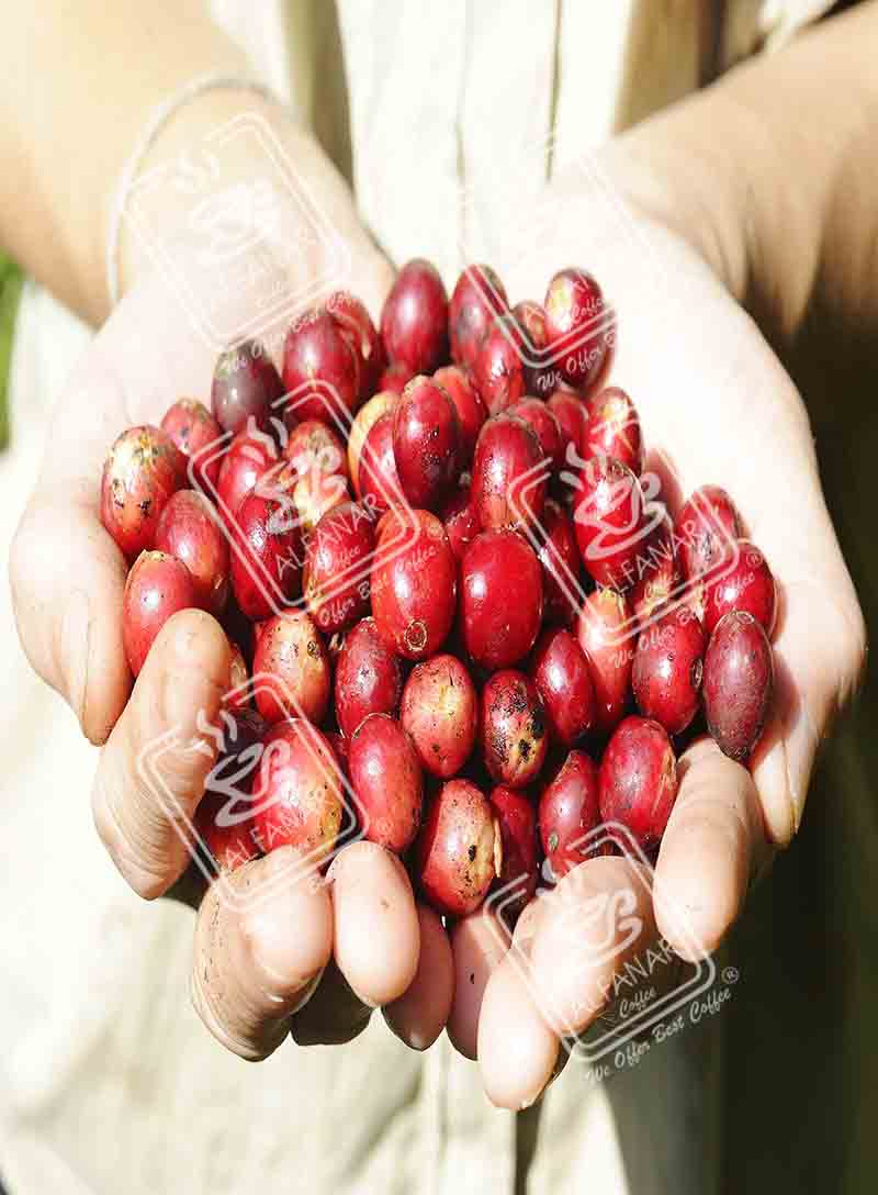 AL FANAR COFFEE : About Us